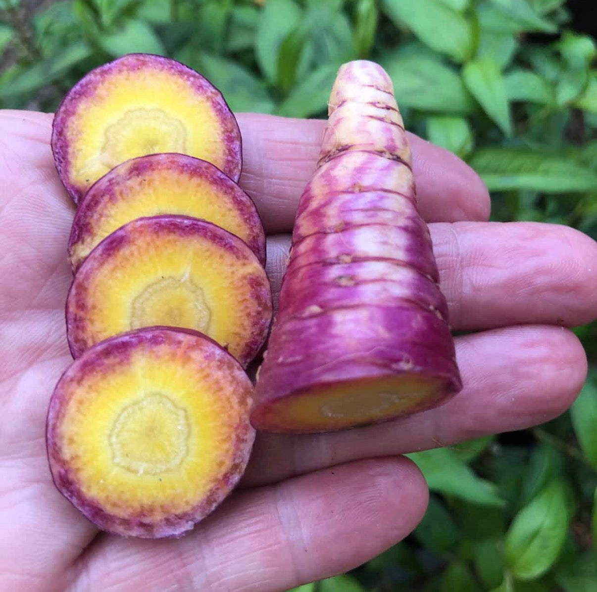 Carrot - Dragon – Beebe Seed Co