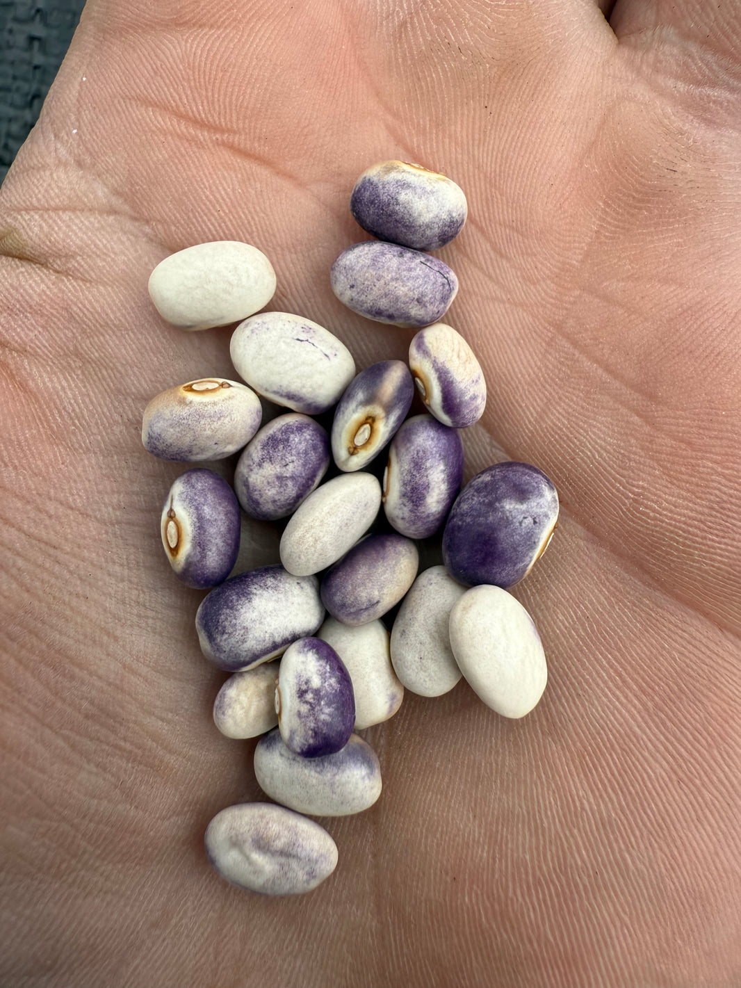 Bean Seeds – Beebe Seed Co