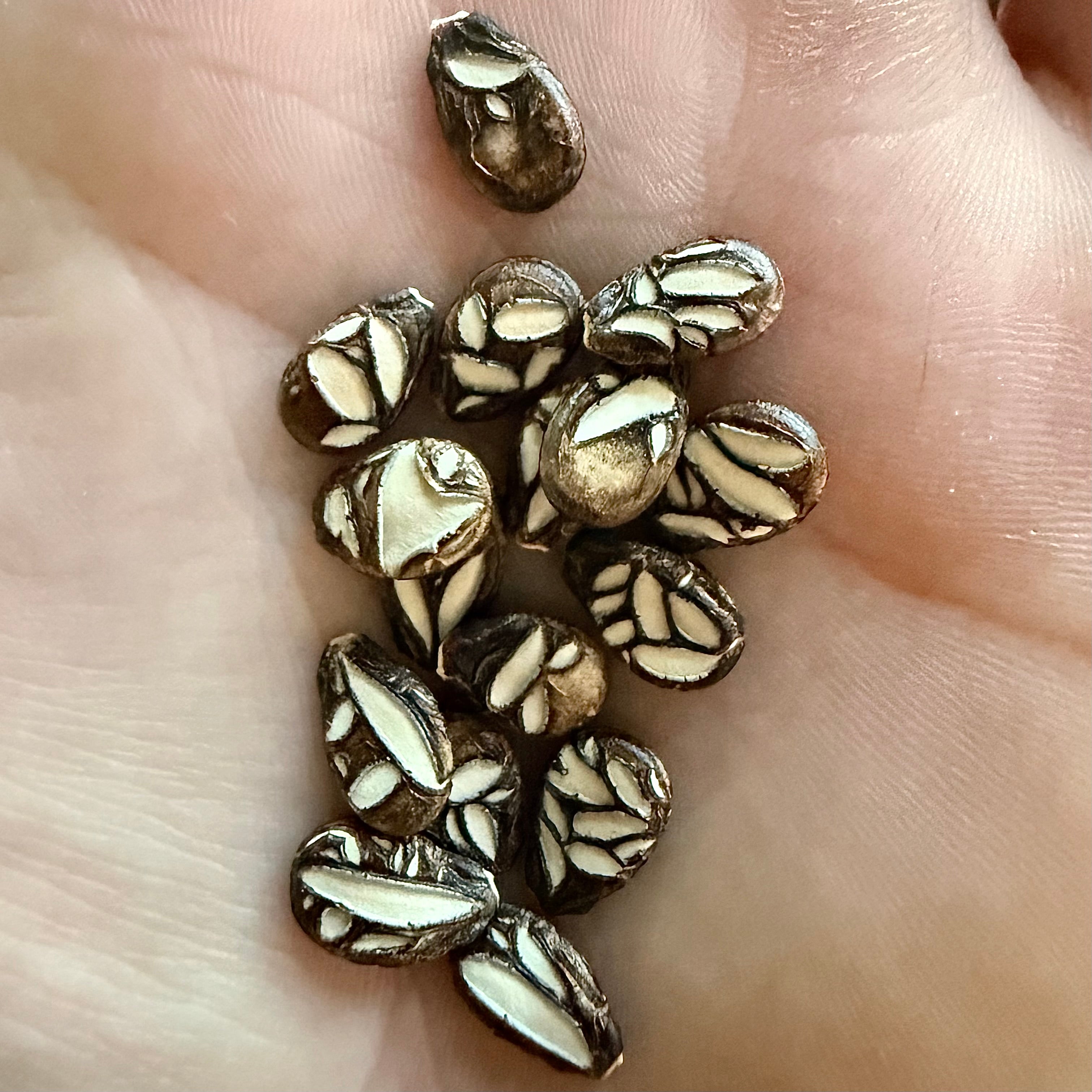 Watermelon - Cekirdegi Oyali – Beebe Seed Co