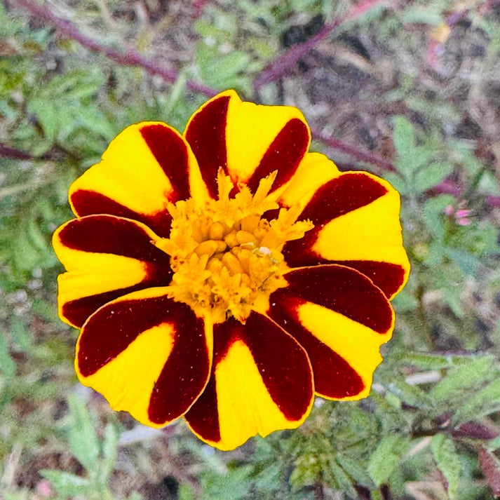 Marigold - Pinwheel – Beebe Seed Co