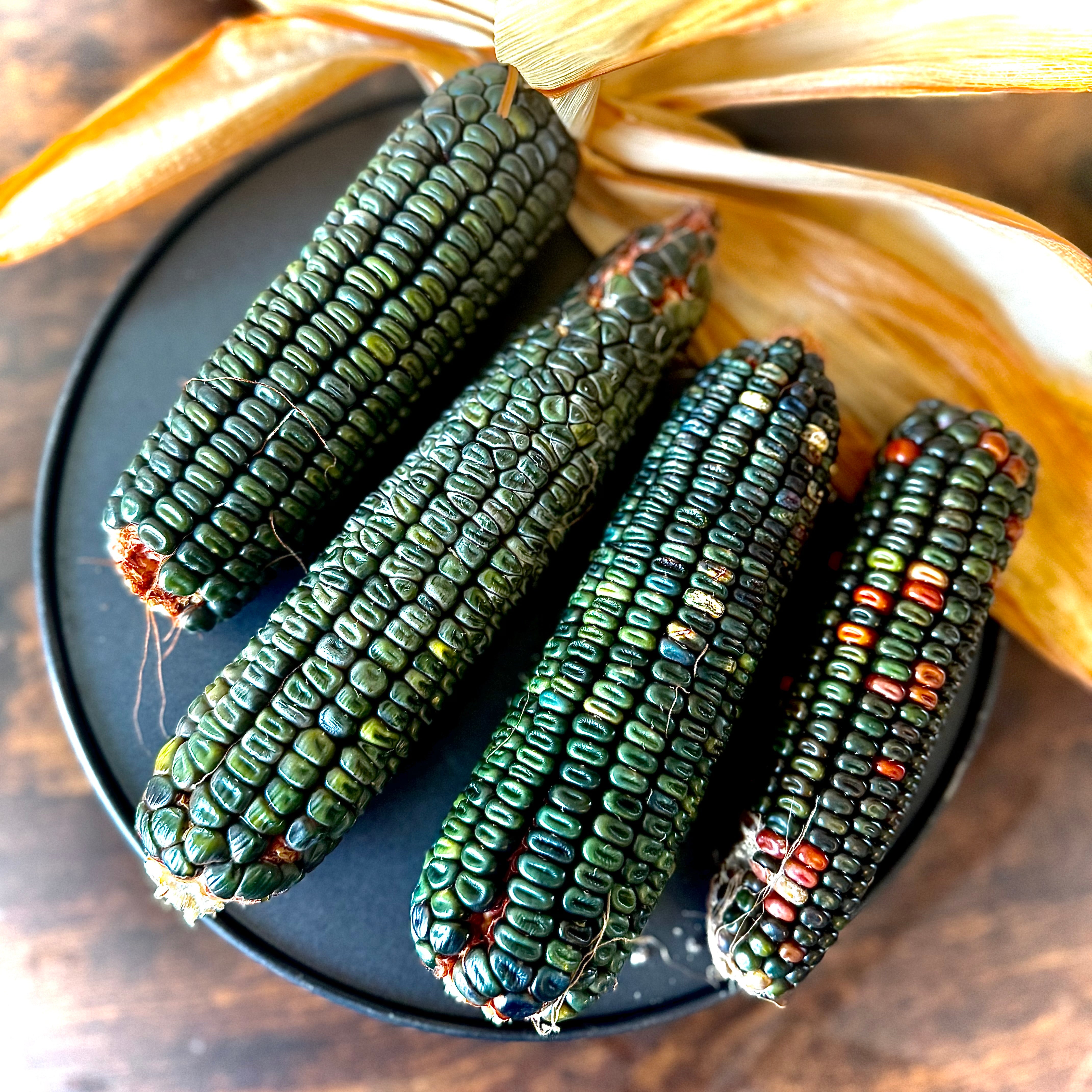 Corn - Oaxacan Green – Beebe Seed Co