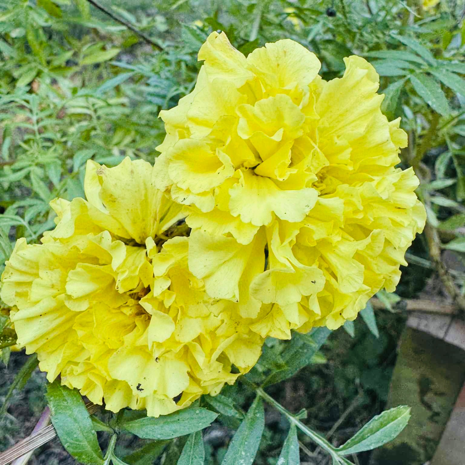 Marigold - Key Lime – Beebe Seed Co