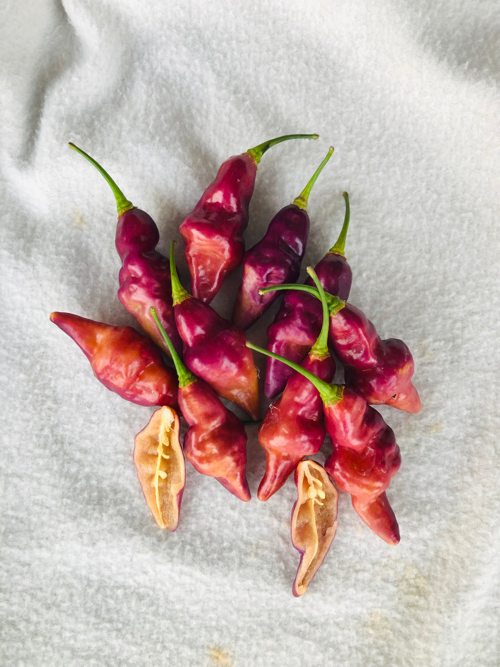 Pepper - Amethyst Fire – Beebe Seed Co