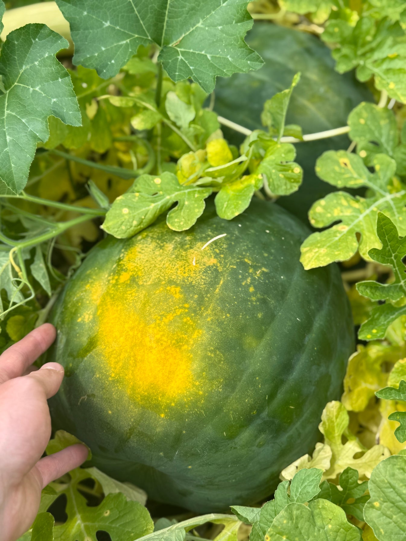 Watermelon - Royal Golden – Beebe Seed Co