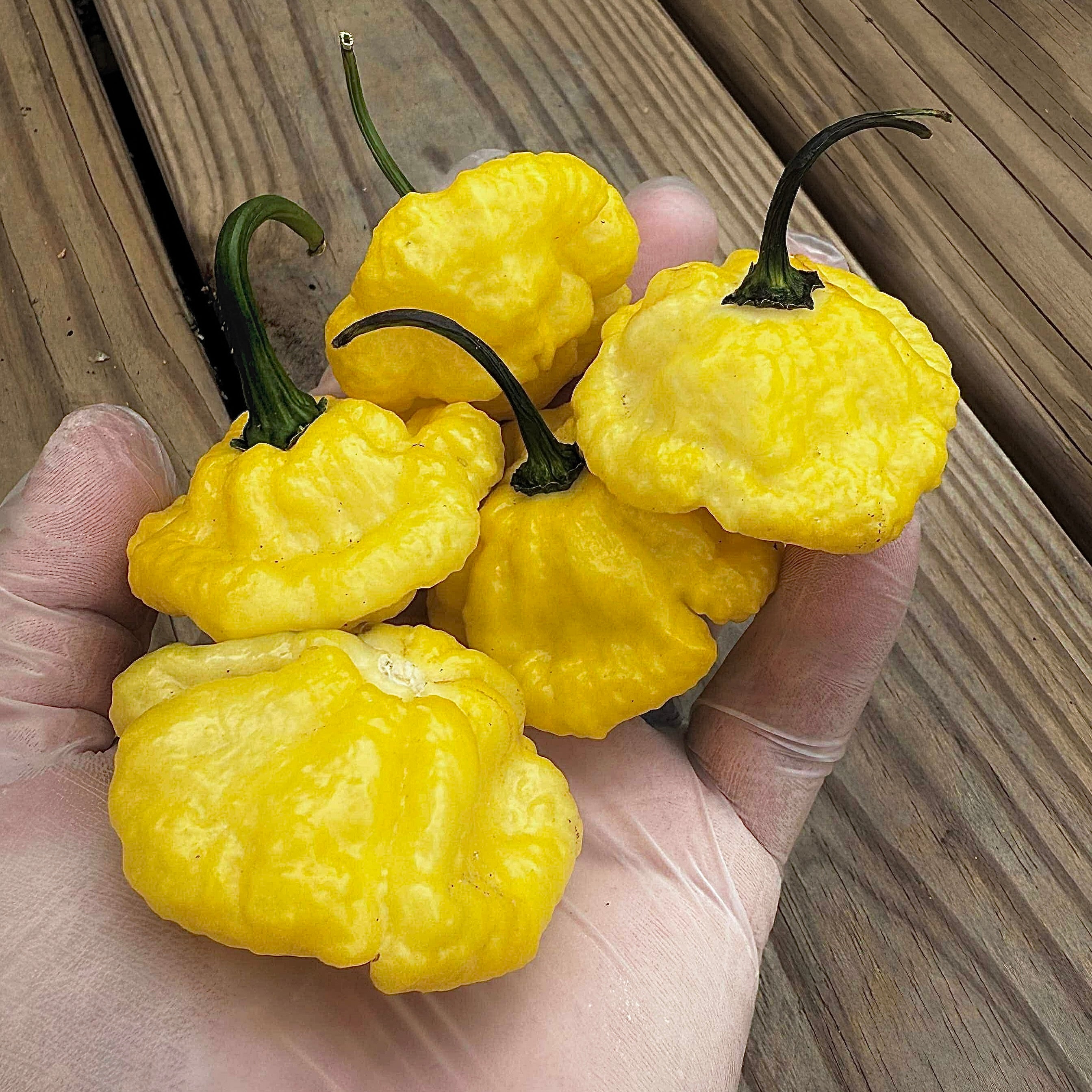 Pepper - Khang Starr Lemon Starburst – Beebe Seed Co