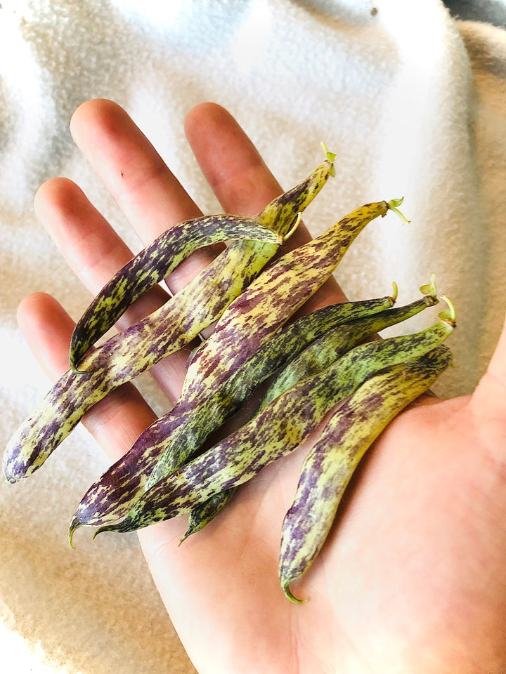 Bean Seeds – Beebe Seed Co