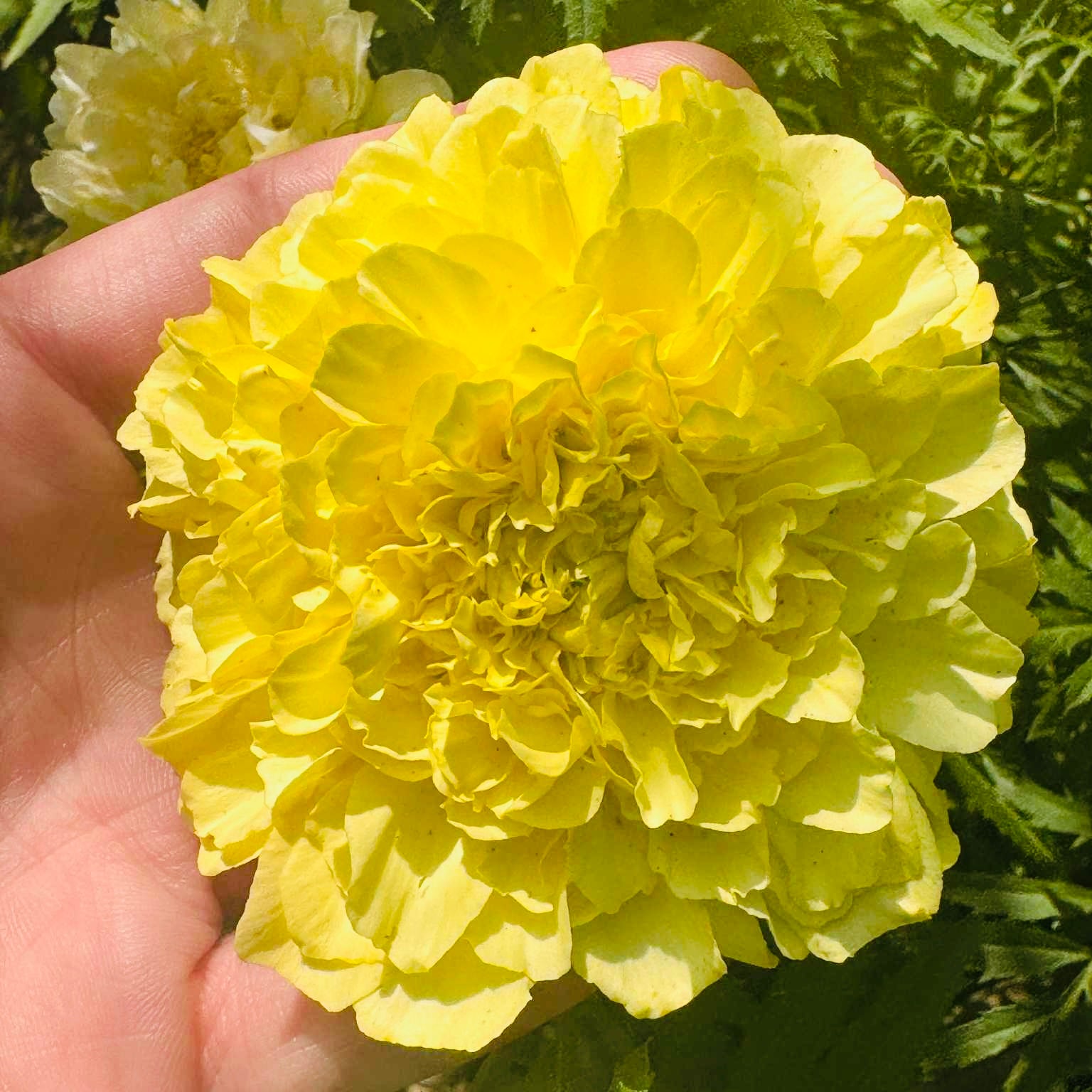 Marigold Seeds – Beebe Seed Co