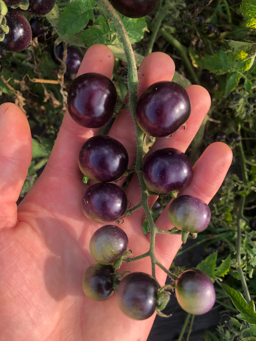 Tomato - Bosque Blue Bumblebee – Beebe Seed Co
