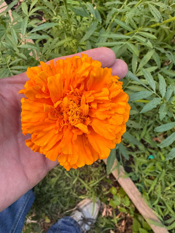 Marigold Seeds – Beebe Seed Co
