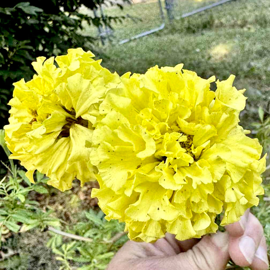 Marigold Seeds – Beebe Seed Co