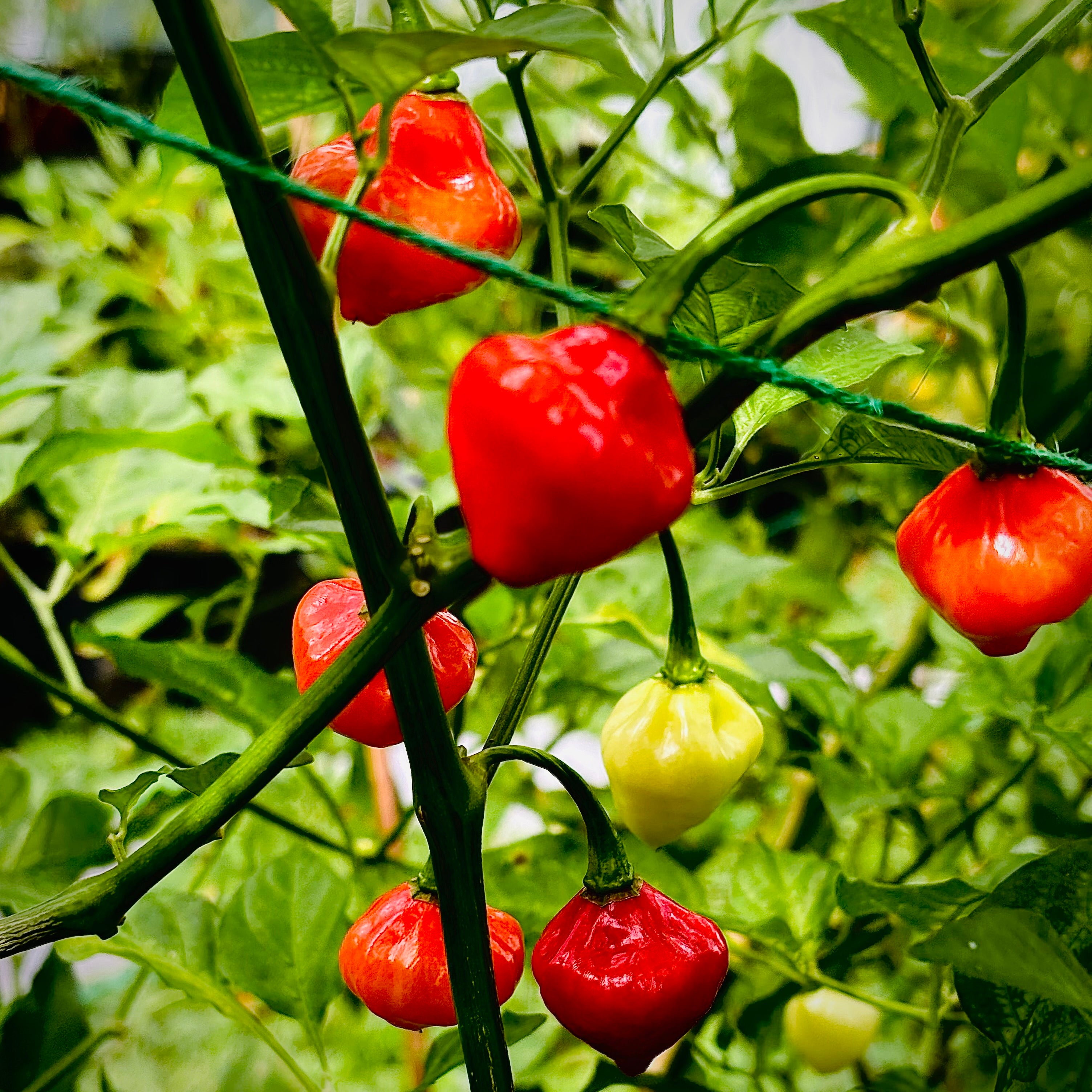 Pepper - Drops Of Fire – Beebe Seed Co