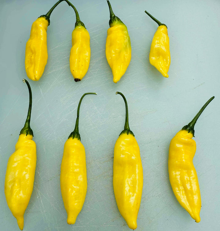 Pepper Seeds – Beebe Seed Co