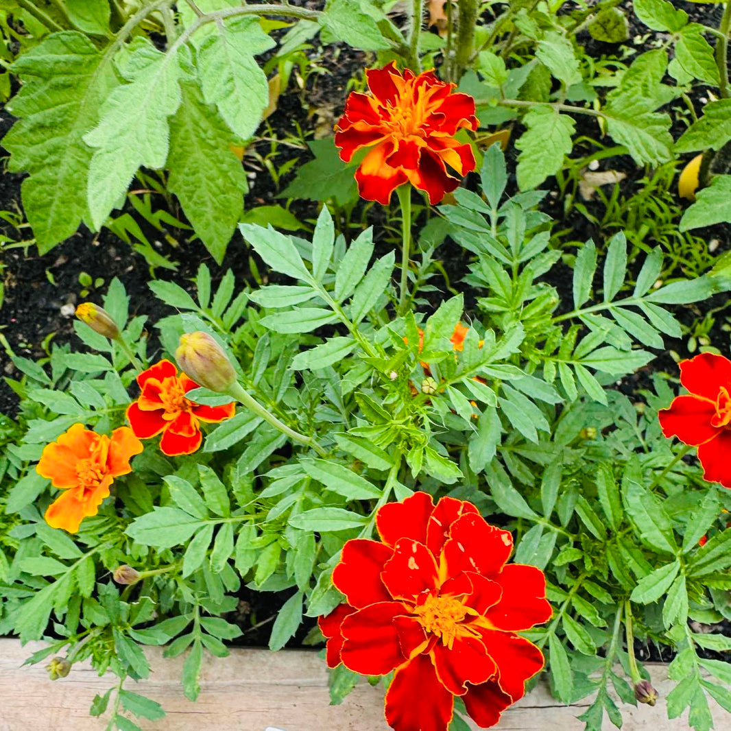 Marigold Seeds – Beebe Seed Co