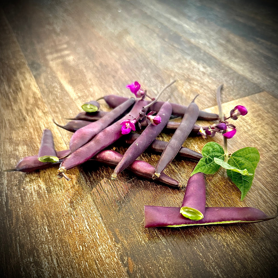 Bean Seeds – Beebe Seed Co