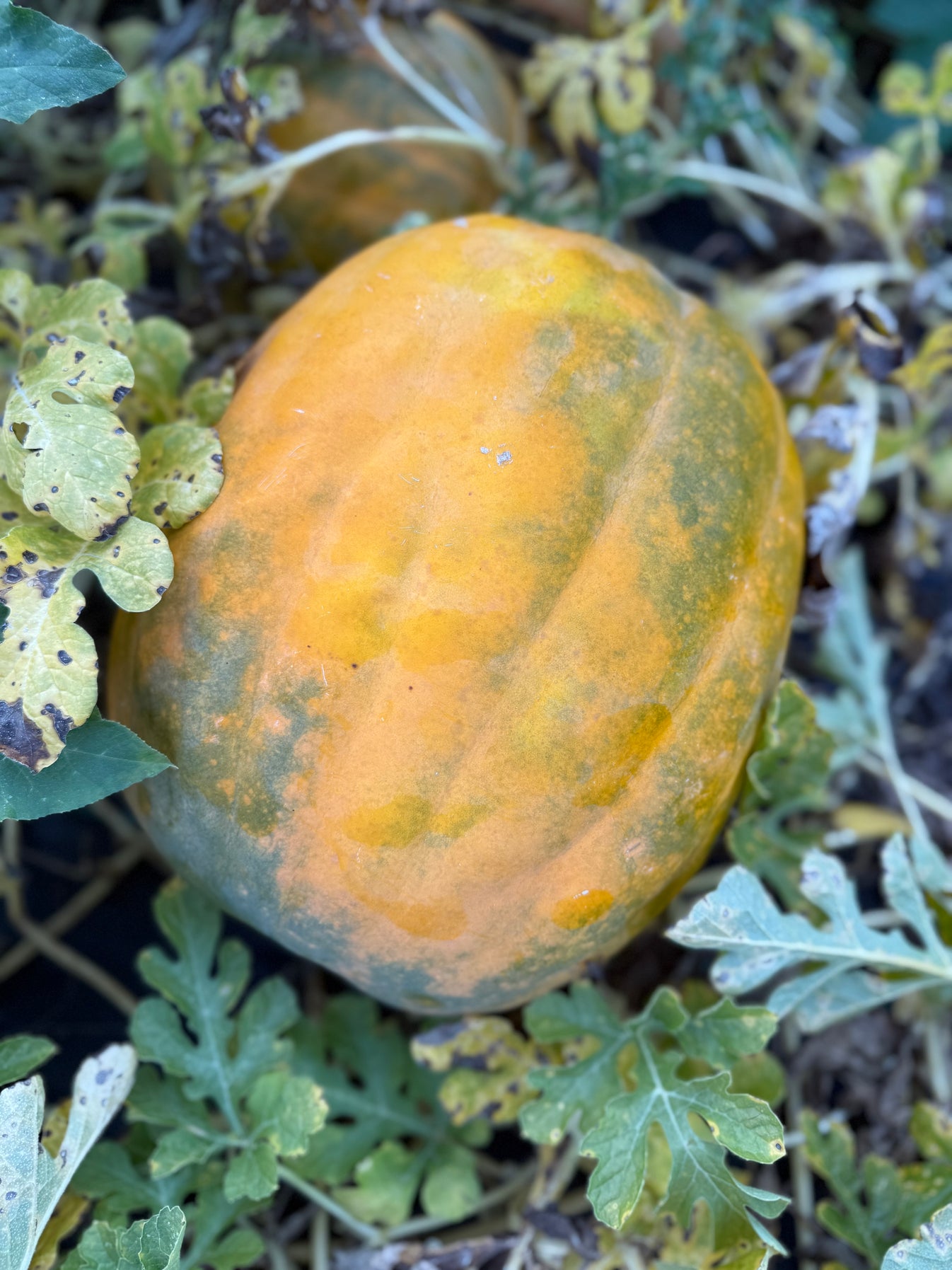Watermelon - Royal Golden – Beebe Seed Co