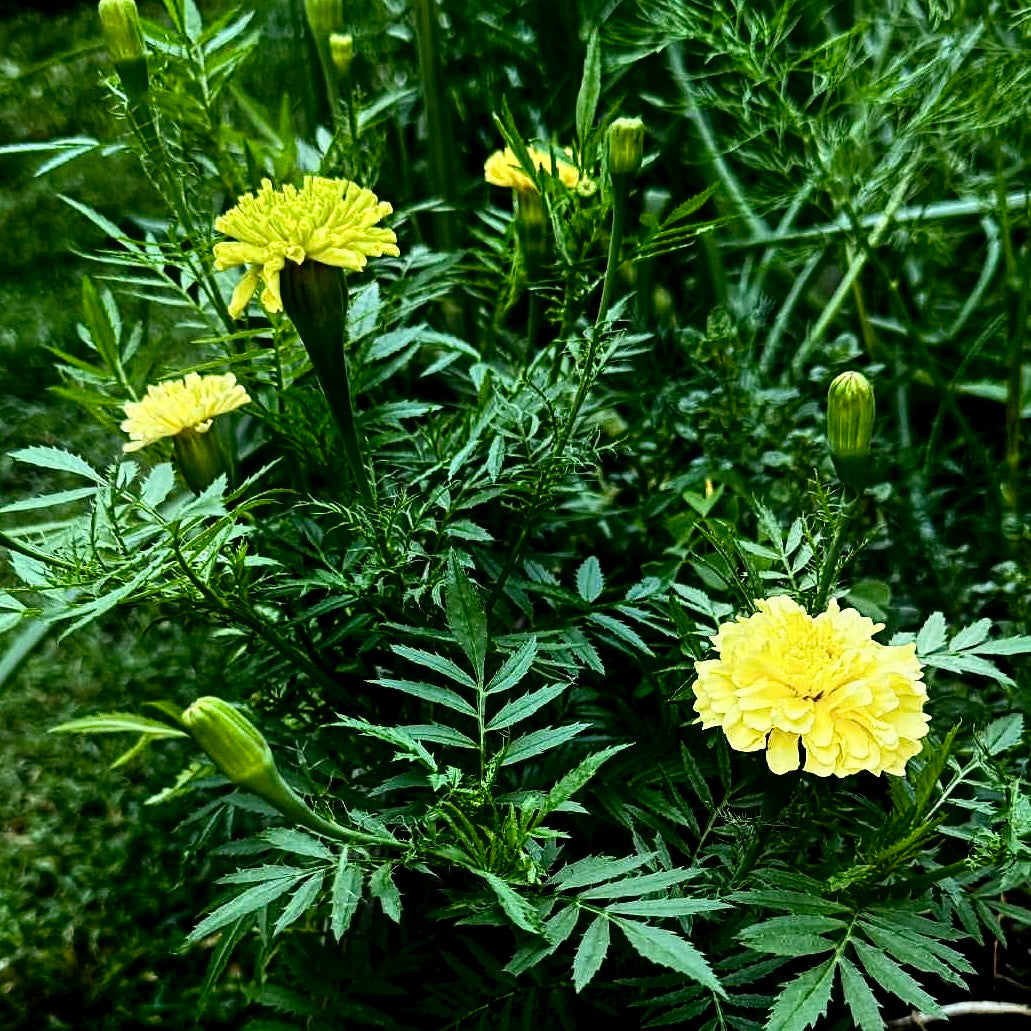 Marigold Seeds – Beebe Seed Co