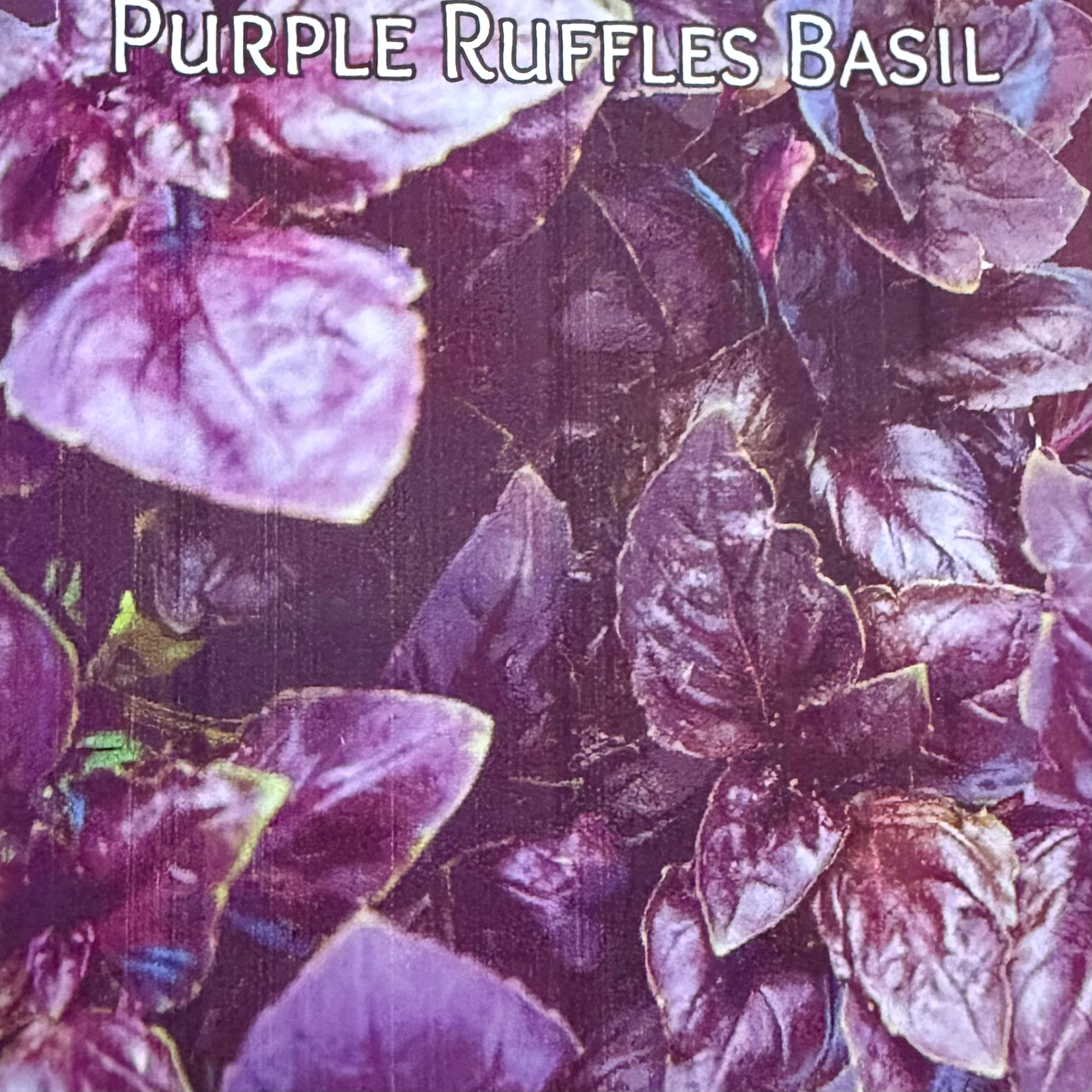 Basil - Purple Ruffles – Beebe Seed Co