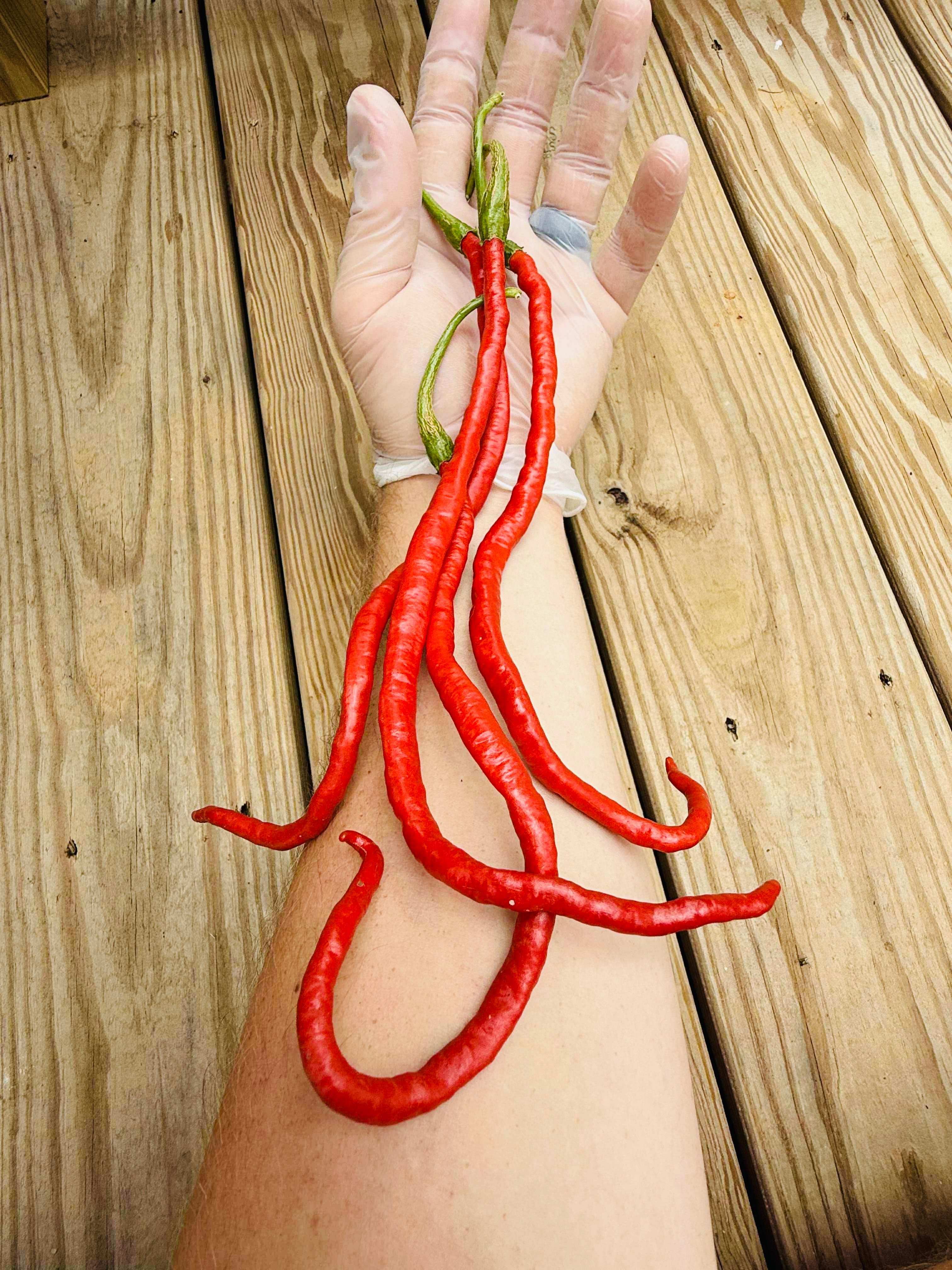 Thunder Mountain Longhorn - Pepper Seeds – Beebe Seed Co