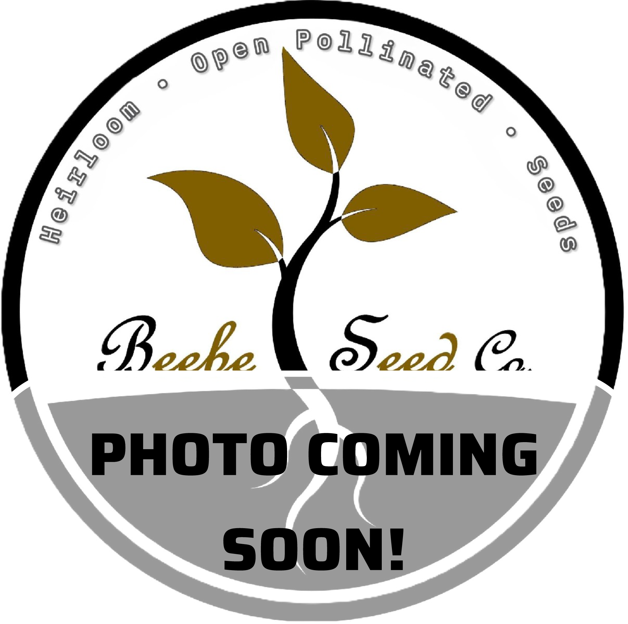 Bean - Hidatsa Shield – Beebe Seed Co