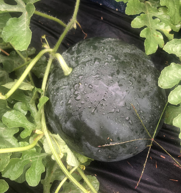 Watermelon Seeds – Beebe Seed Co