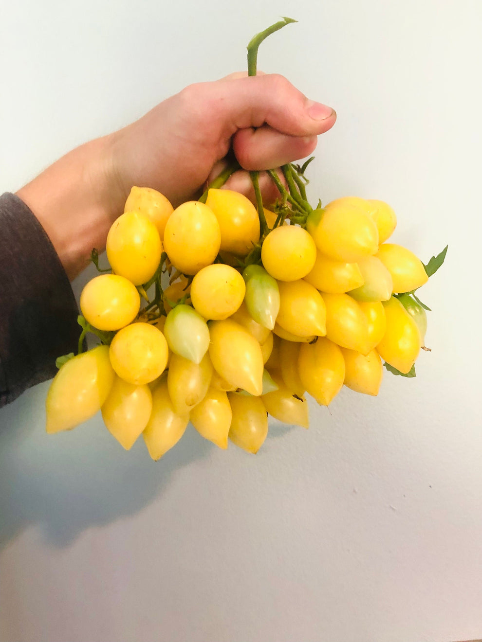 Tomato - Barry’s Crazy Cherry – Beebe Seed Co
