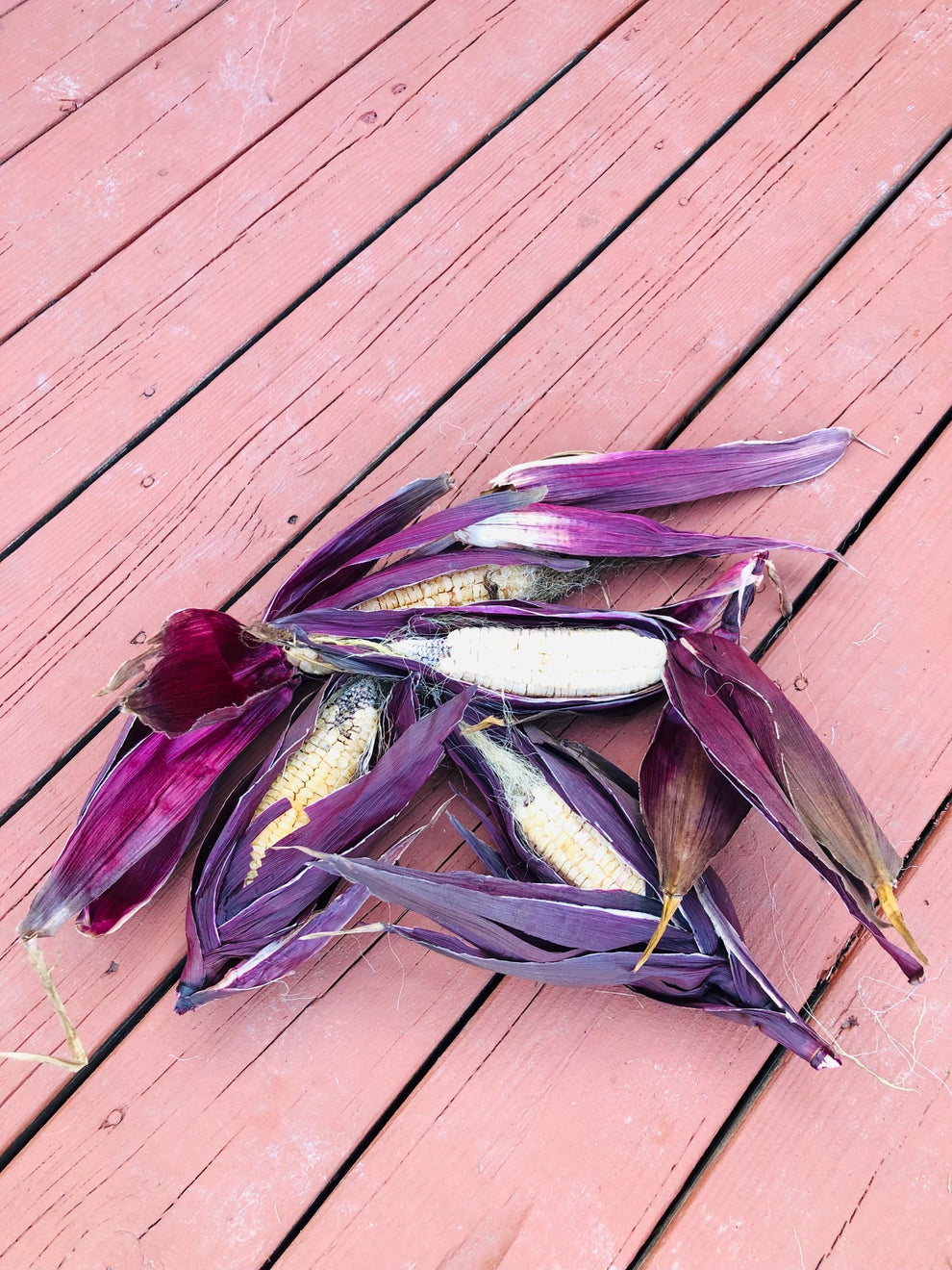 Martian Jewel - Corn Seeds – Beebe Seed Co