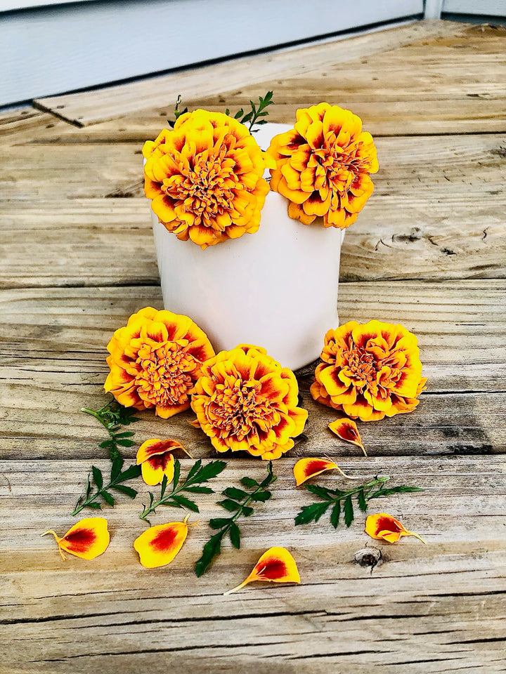 Marigold Seeds – Beebe Seed Co